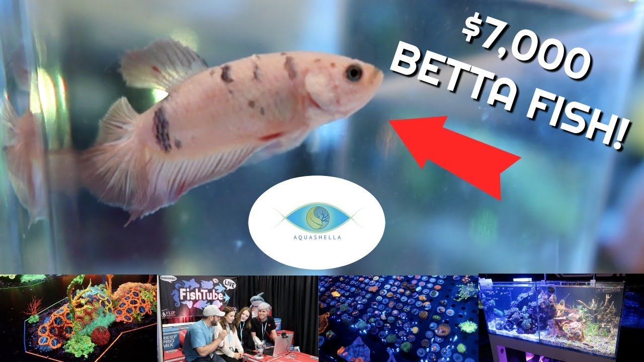 AQUASHELLA DALLAS 2019 - YouTube