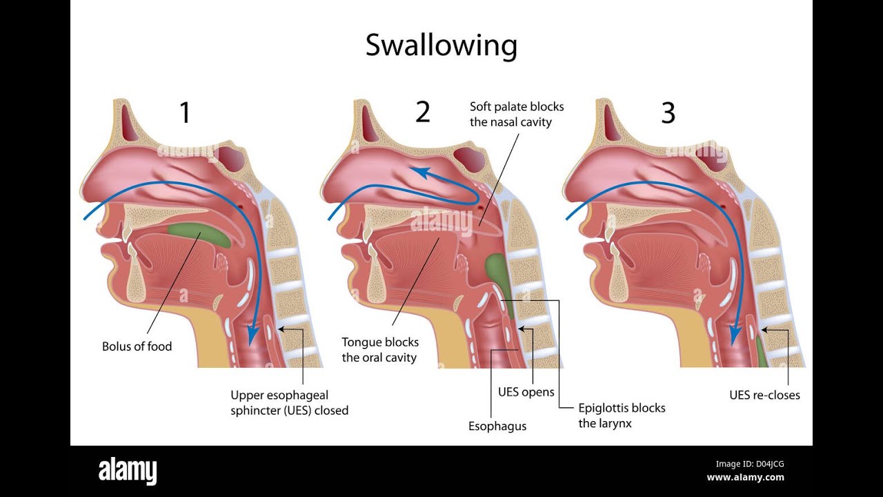 Discuss deglutition and stages ; oral, pharyngeal and esophageal stages ...