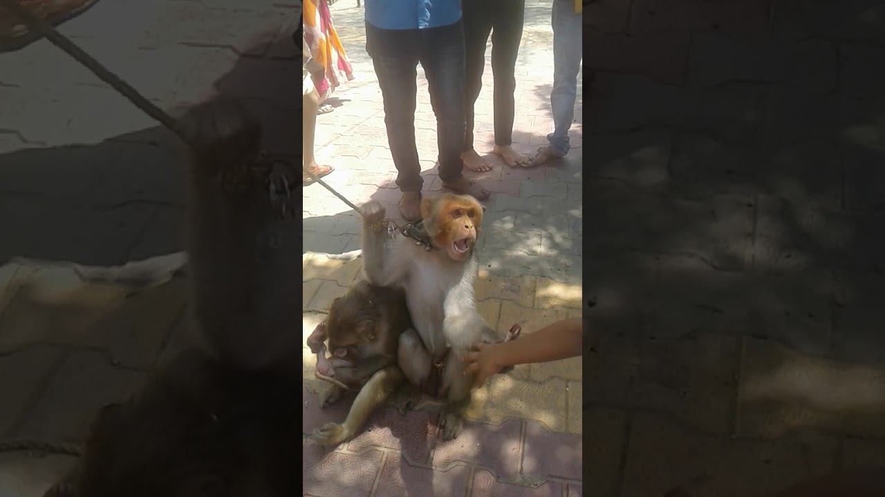 Funny monkey prank - YouTube