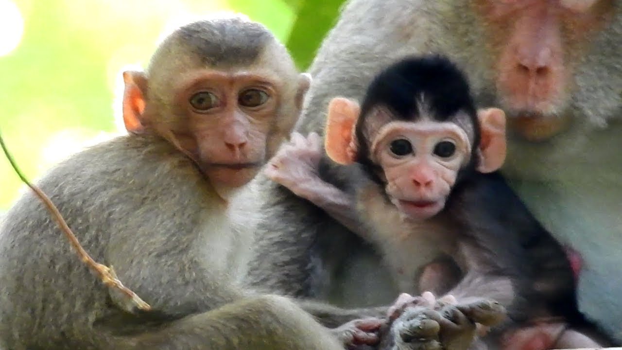 New Baby Knock On Head Of Pigtail Baby ST1381 Mono Monkey - YouTube