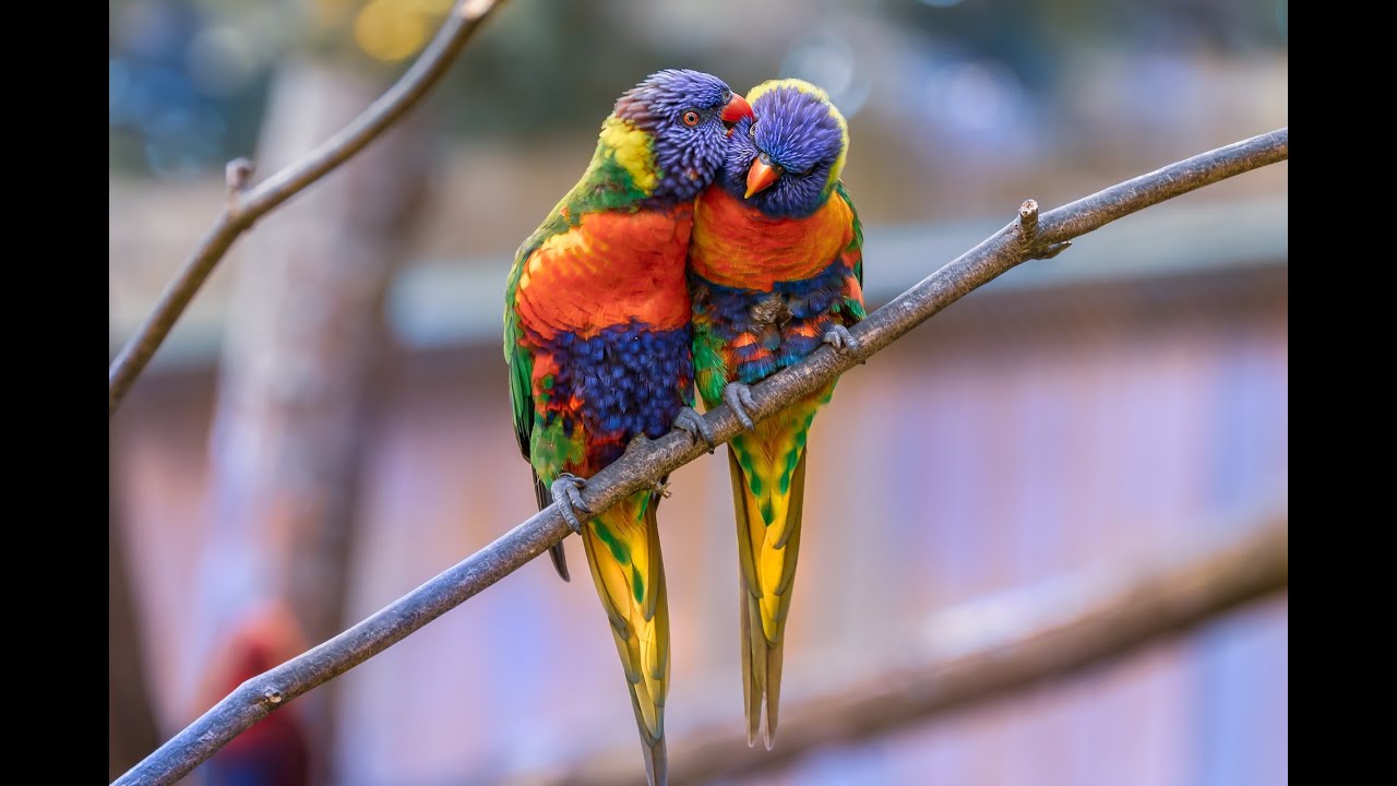 Beautiful and Cute Parrots - YouTube