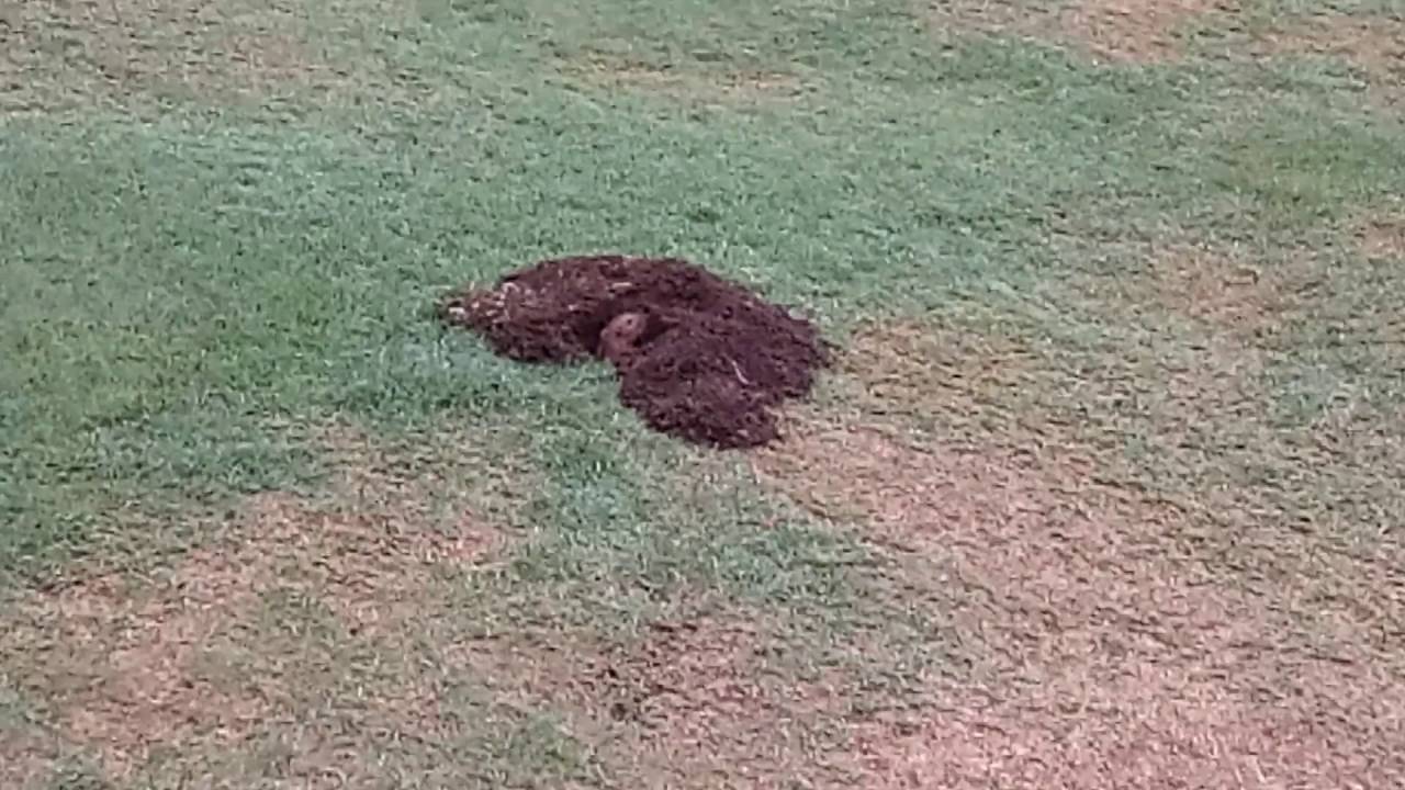 Real Diglett - YouTube