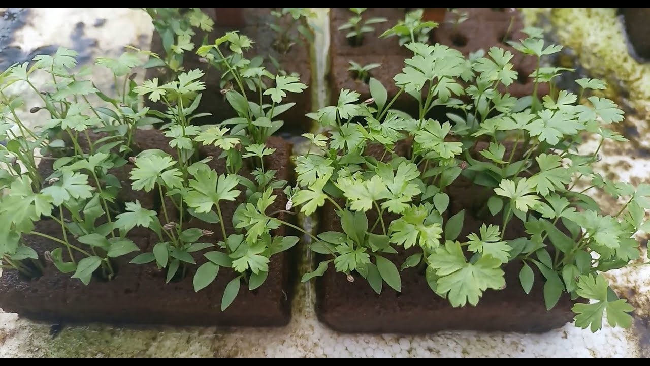 Germinação e Transplante da Salsa para a Bancada NFT - YouTube