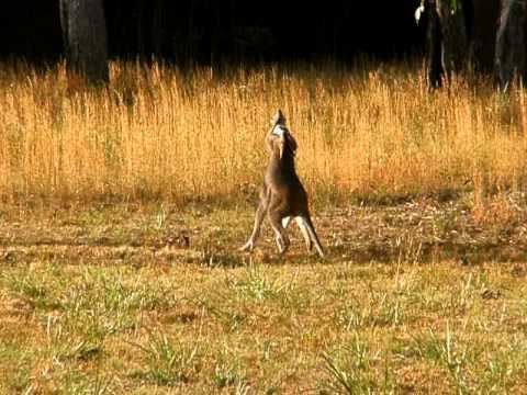 two wallabies boxing in the backyard - YouTube
