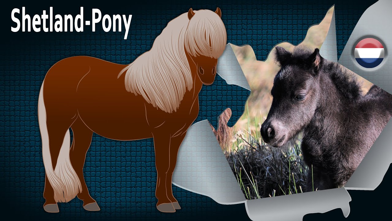 Shetland-Pony, een pony die wordt beschouwd als de sterkste ter wereld ...