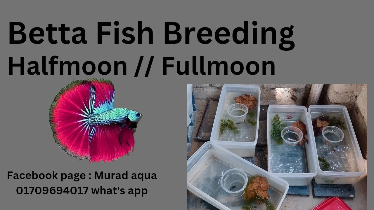 How to breed betta fish || Betta fish breeding #halfmoon #fullmoon # ...