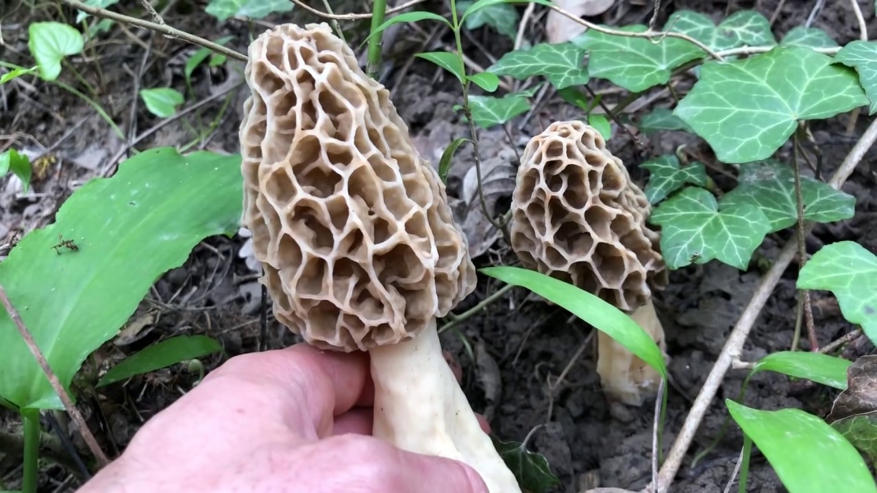 FUNGHI APRILE 2018 - MORCHELLE sotto Frassino - YouTube