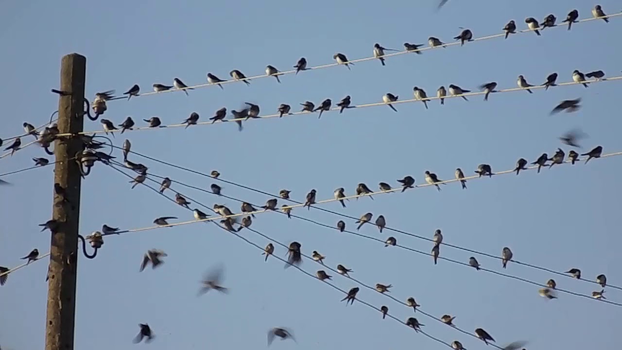 MARTINS FLOCK TOGETHER BEFORE FLIGHT | BIRDS | COMMON HOUSE MARTIN ...