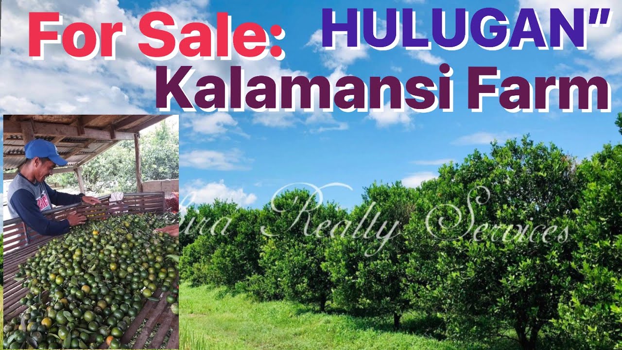 Murang Hulugan Lupa”Kalamansi Farm Mura na Hulugan Pa with Title - YouTube