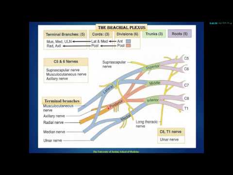 How to memorize the root value of the main branches of the brachial ...