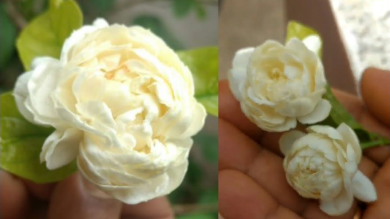 ரோஸ் மல்லிச் செடி( அரேபியன் மல்லி) Rose malli plant(Arabian malli ...