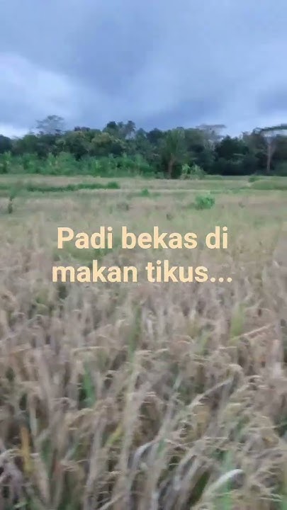 padi Ciherang jumbo #tarling - YouTube