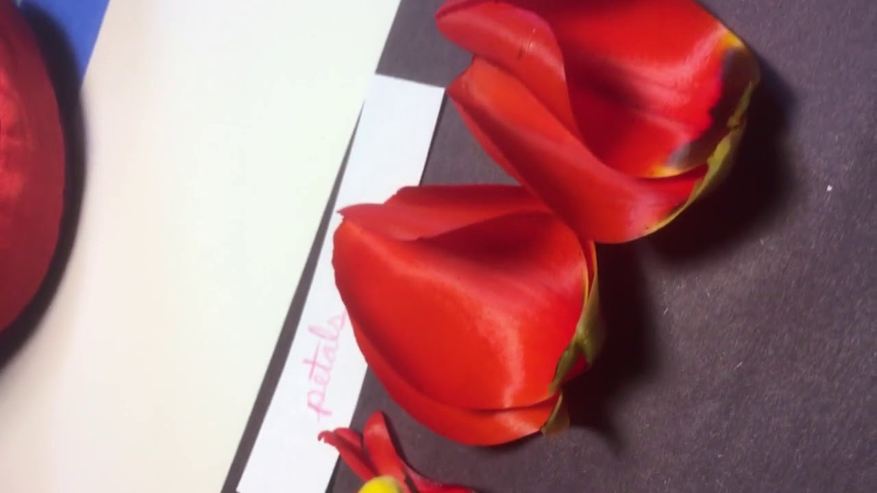Flower Dissection - YouTube