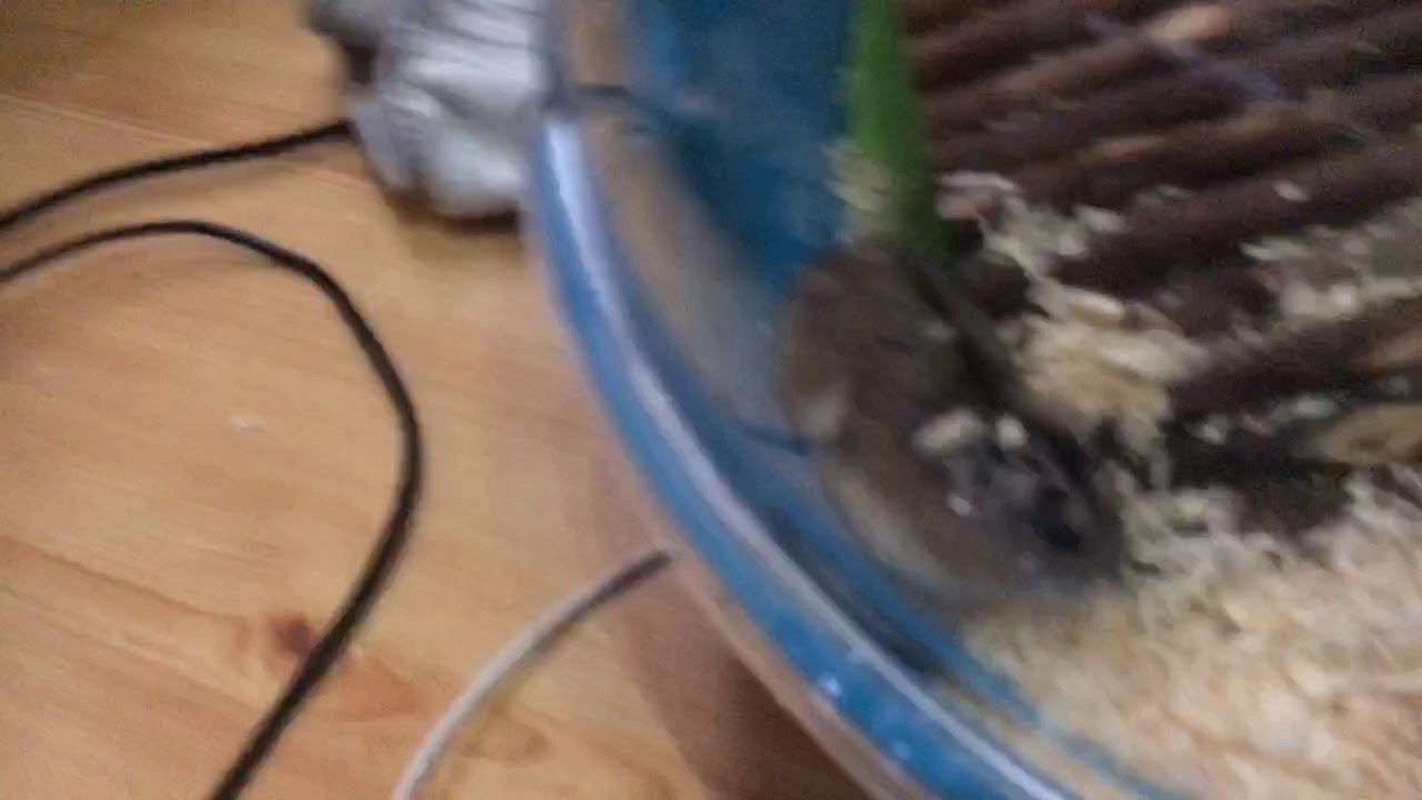 Rodent chew toy tutorial - YouTube
