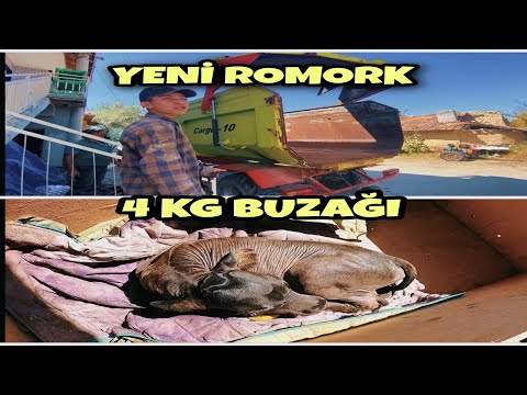 PREMATURE BUZAĞIMIZ DOĞDU. PANCARLARIN  SON DURUMU NASIL?.DOLU DOLU BİR GÜN GEÇİRDİK.