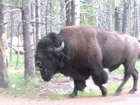 Buffalo growling - YouTube