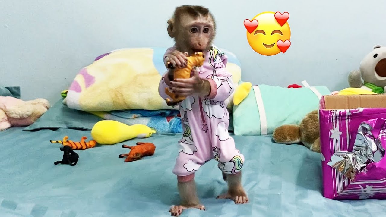 The obedient baby monkey Lyly became more independent when she cleaned ...