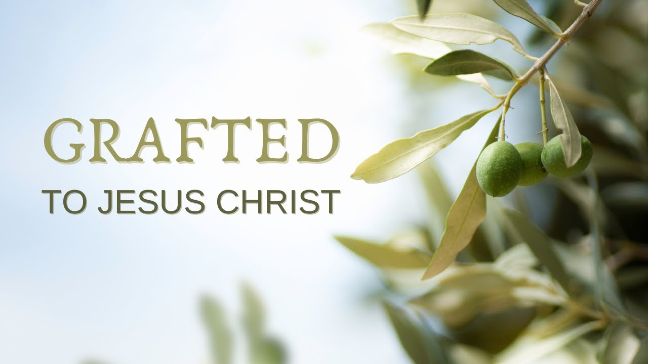 Grafted to Jesus Christ - YouTube