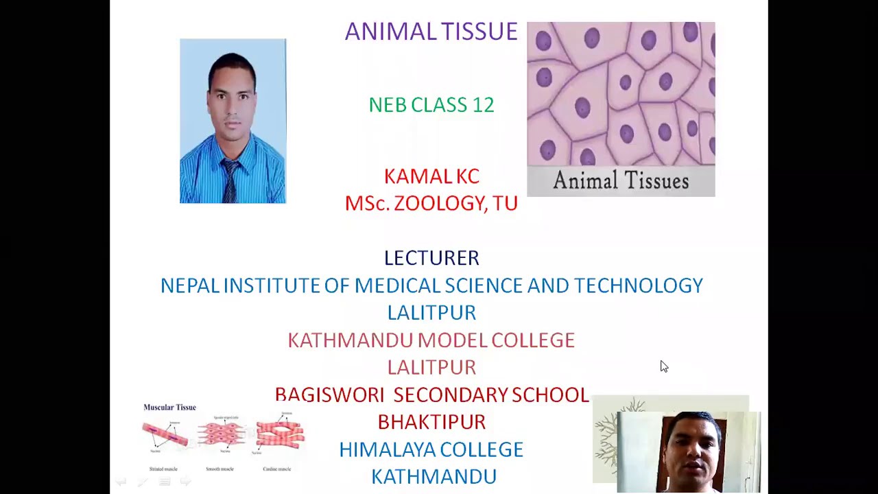 ANIMAL TISSUE CLASS 12 ZOOLOGY - YouTube