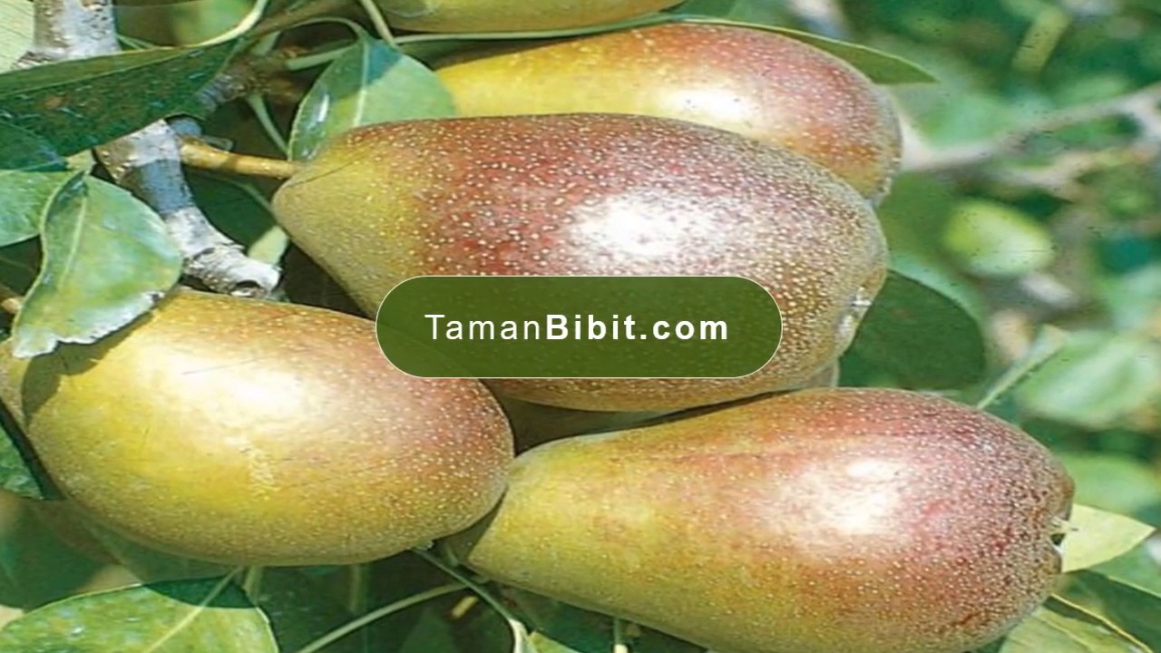 🌱 Jual Bibit Buah Peer Unggul ☎ 0812 3241 2221 - YouTube