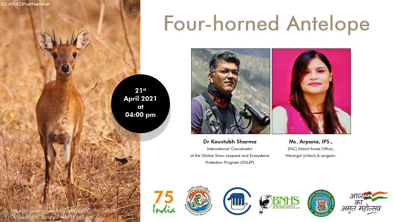 Expert Talk - Four-horned Antelope - April 21, 2021 - YouTube