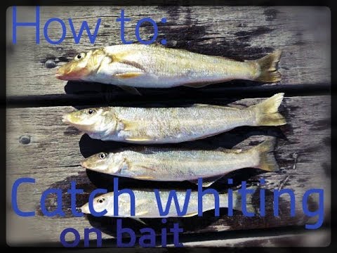 How to: Catch whiting on bait - YouTube