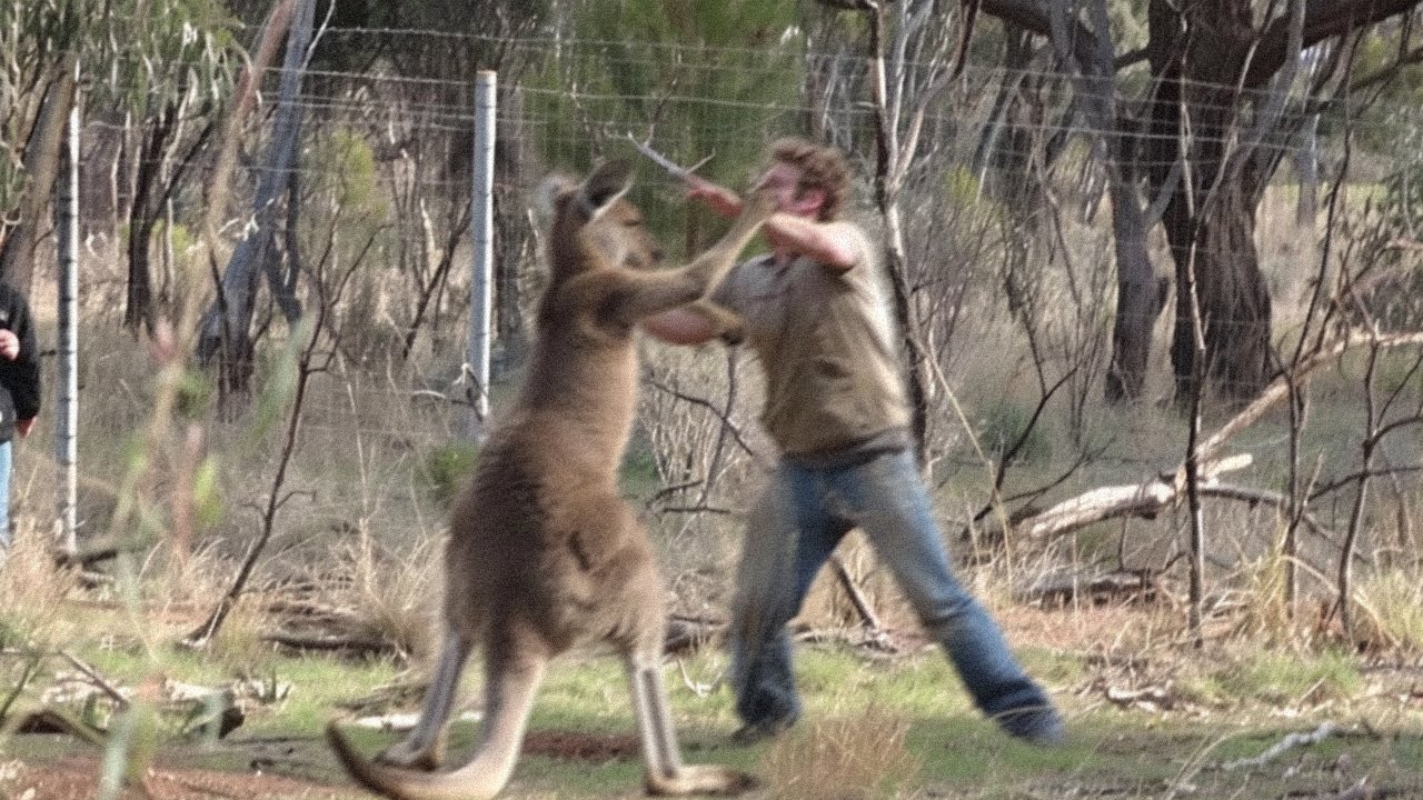 CRAZY And INSANE Wild Animal Encounters From AUSTRALIA! - YouTube