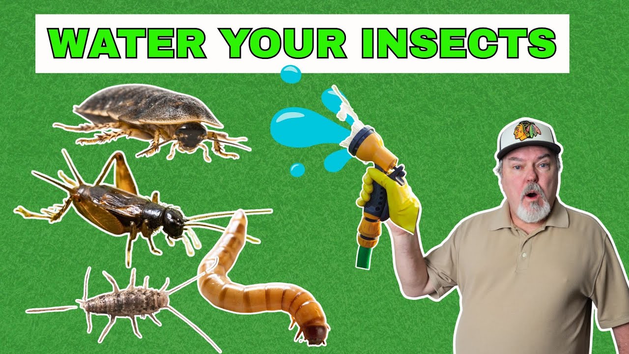 Water your Feeder Insects - YouTube