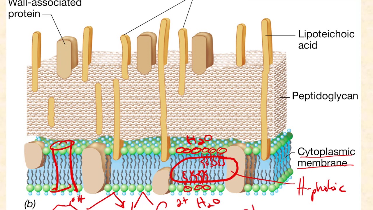 BIO2020 Episode 012: Gram-positive bacteria - YouTube