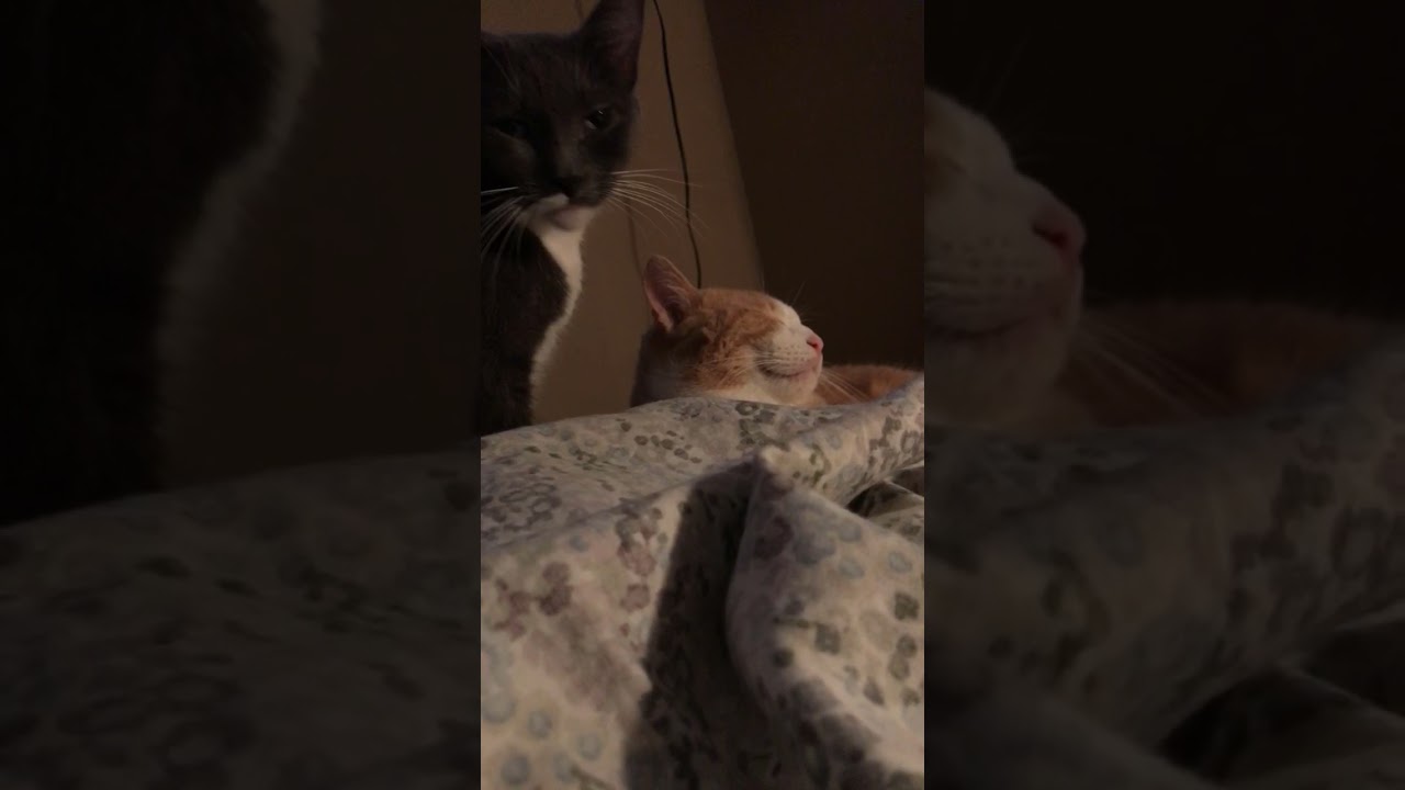 cats hanging out together - YouTube