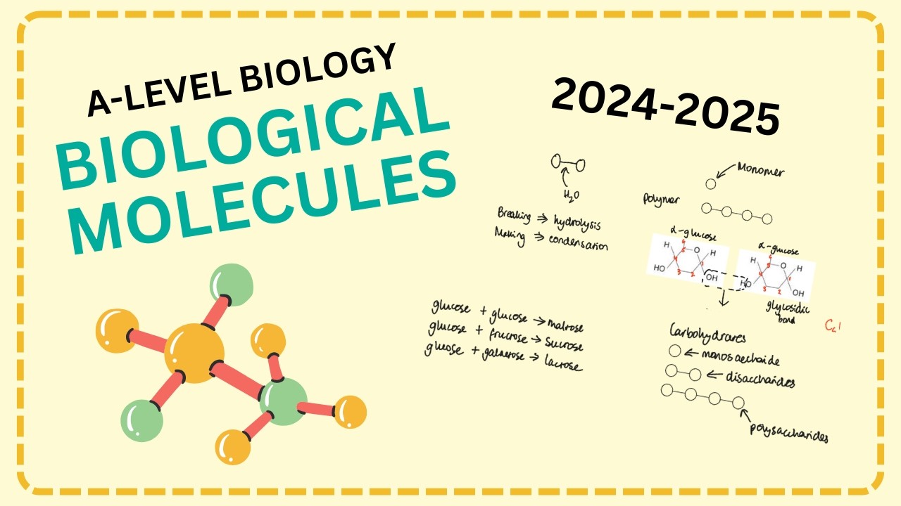 Biological molecules A level biology revision AQA StudeeBright - YouTube