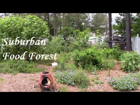 Suburban Food Forest the Permaculture Way: 2017 Movie - YouTube