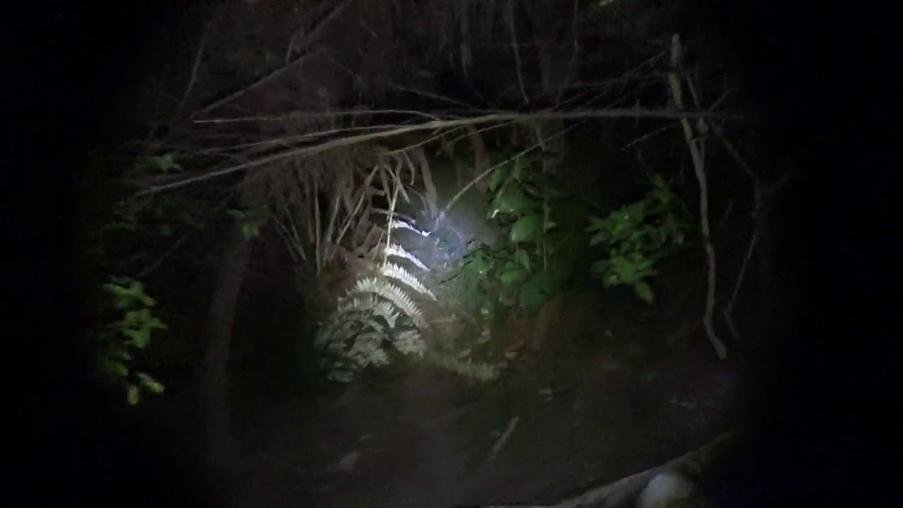 Trail walk at night (kind of creepy) - YouTube