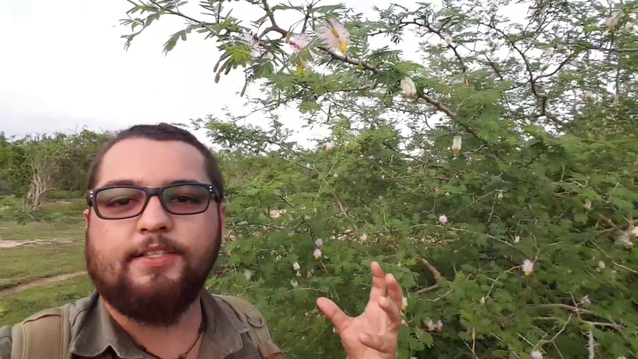 Sickle bush plants - YouTube