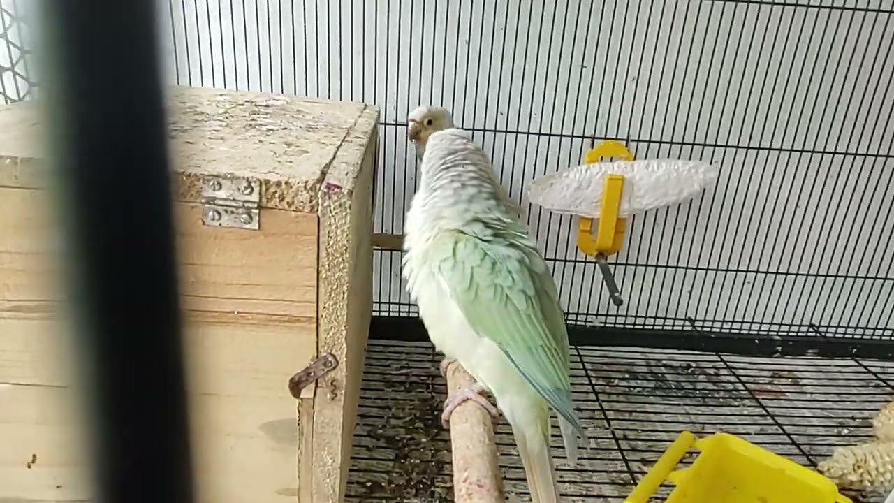 Mint cheek conure and Moon cheek conure breeding pair.. - YouTube