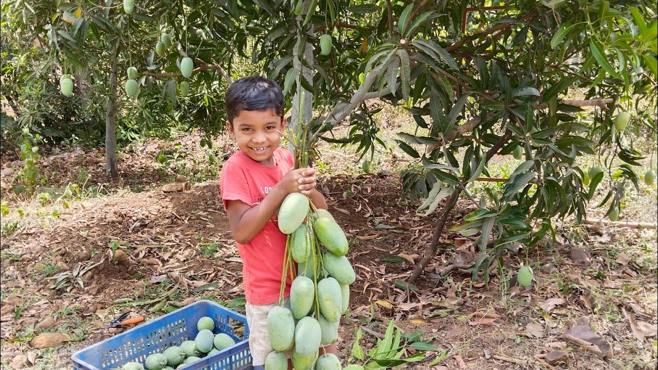 आंबा फळबाग लागवड भरघोस उत्पादन| केशर आंबा| हापूस आंबा| आंबा बाग| mango ...