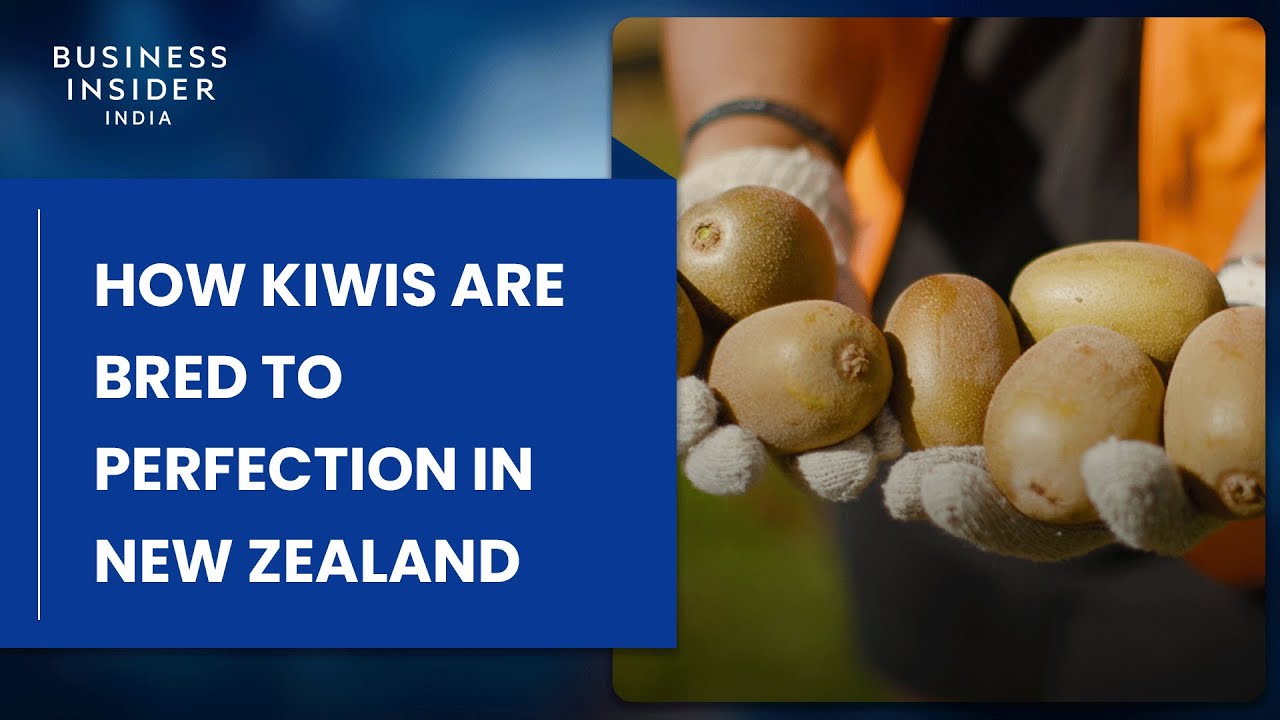 How Kiwis Are Bred To Perfection In New Zealand - YouTube