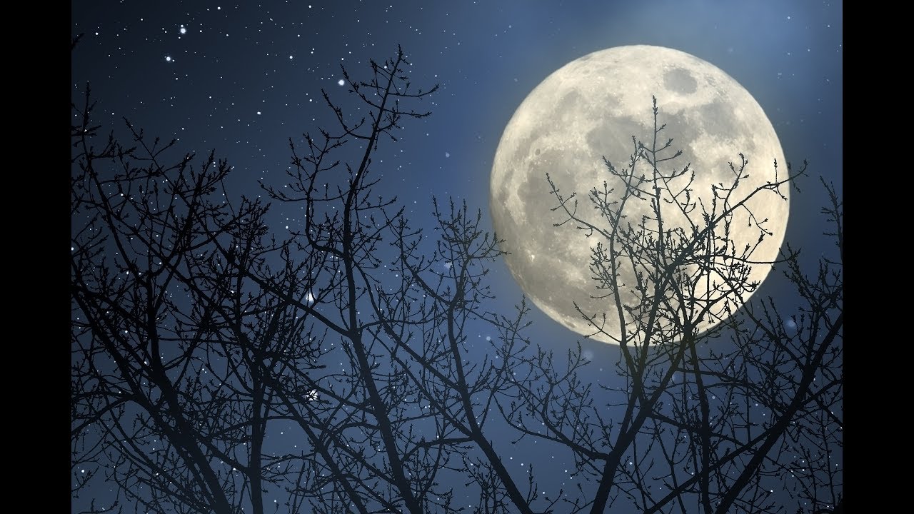 Night Time Crickets - 20 minute 360 Spatial Audio Environmental ...