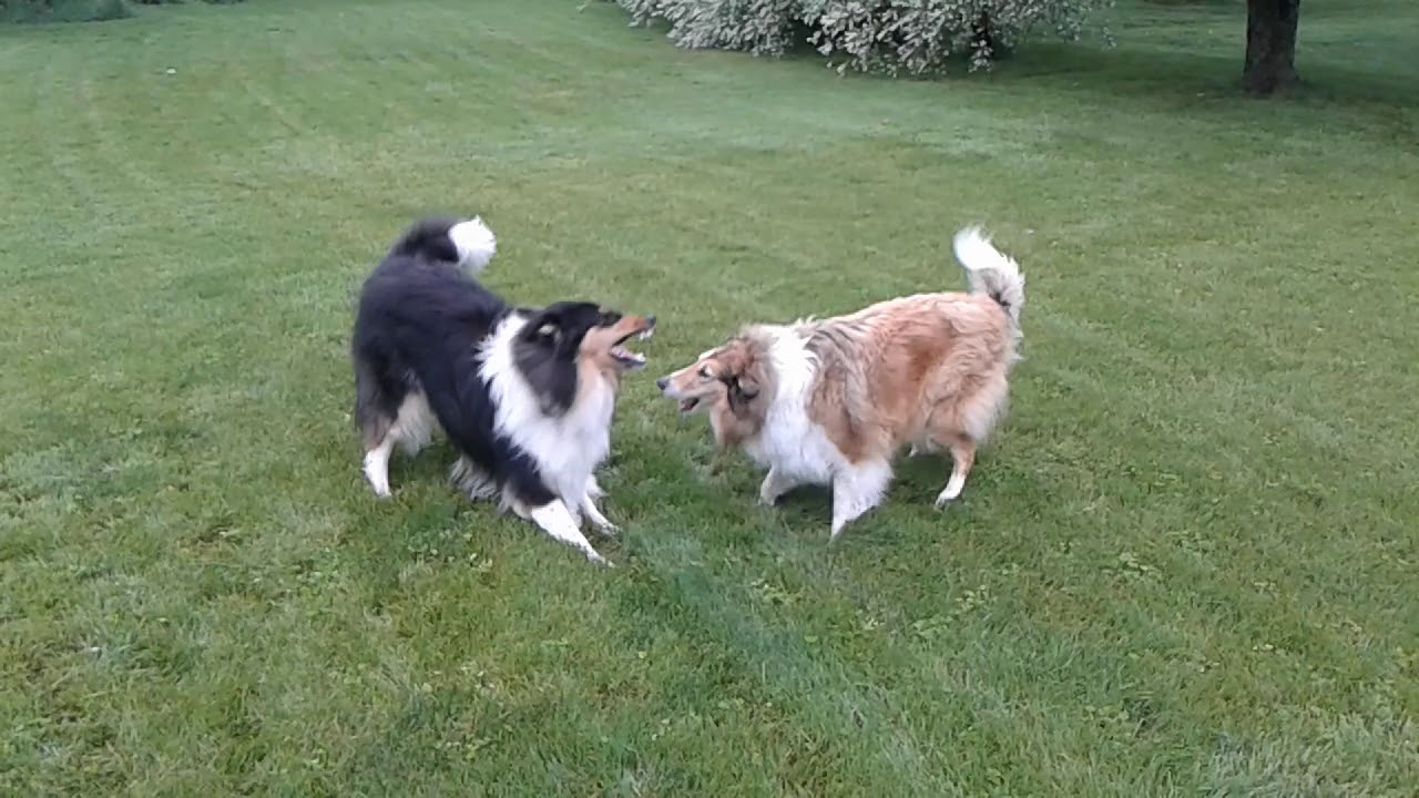 Collies play fighting - YouTube