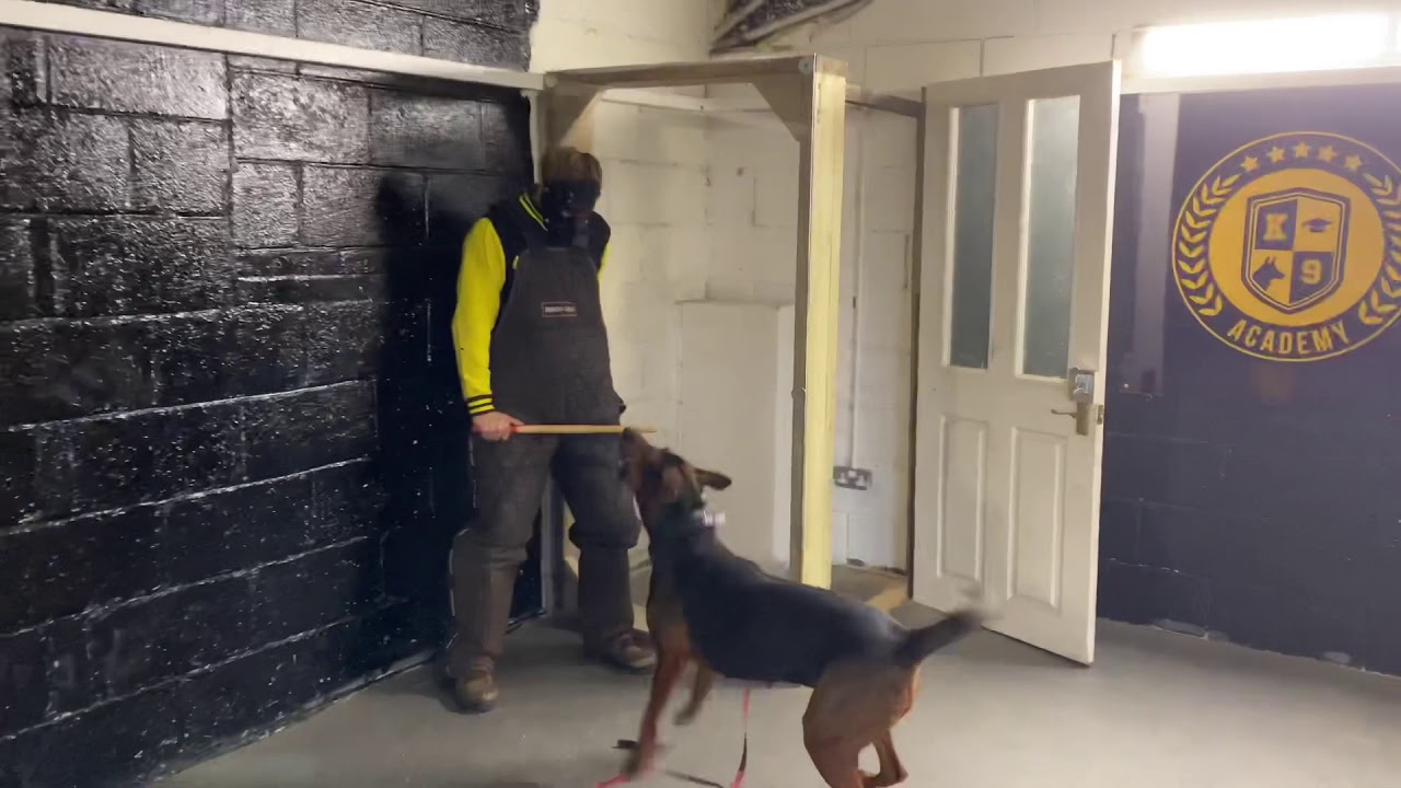The Chinese red dog wonderful personal protection k9 - YouTube