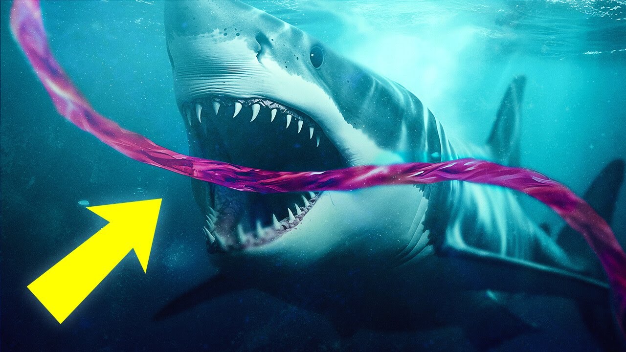 Ecco Perché Gli Squali Attaccano I Cavi Internet Sottomarini - YouTube