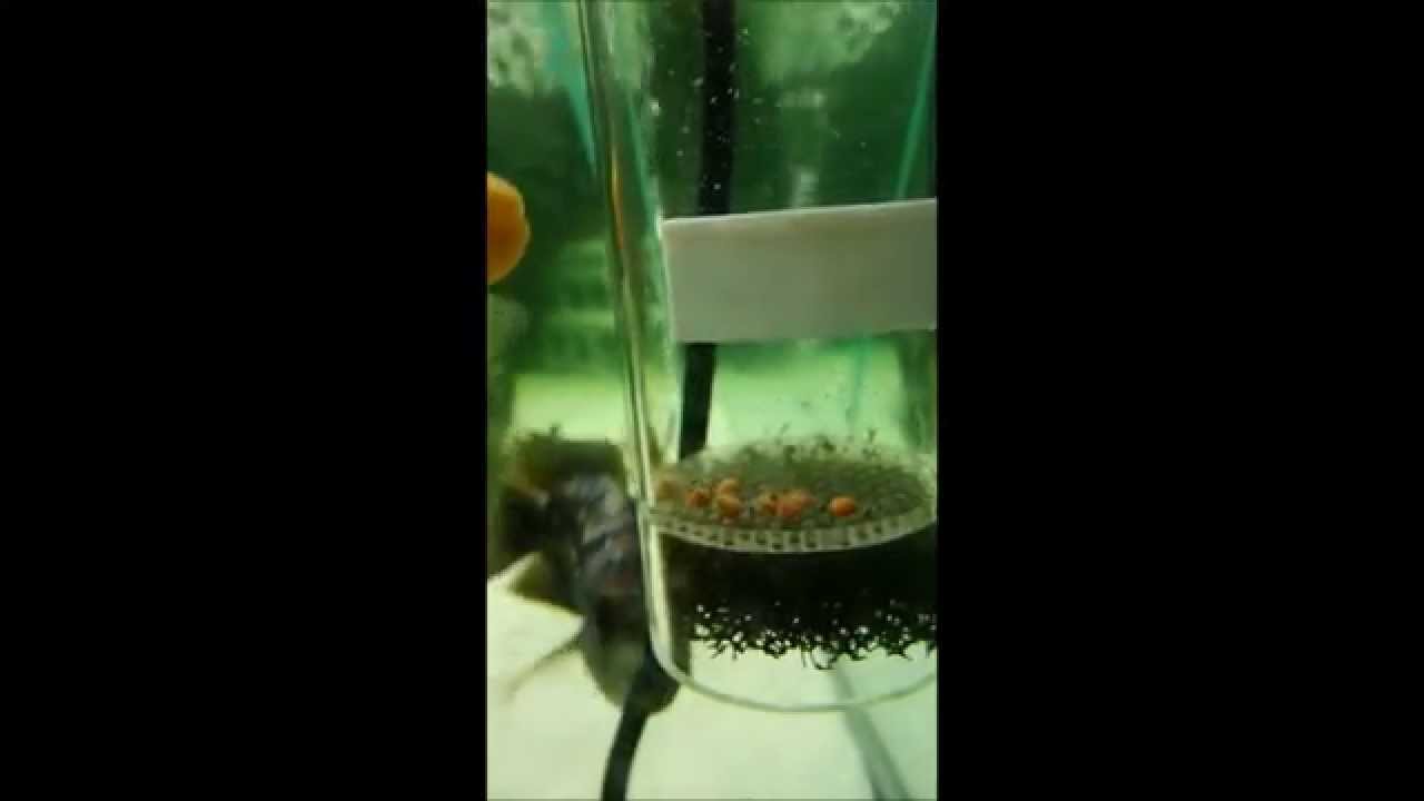 Blue Peacock Cichlid egg fry process - YouTube