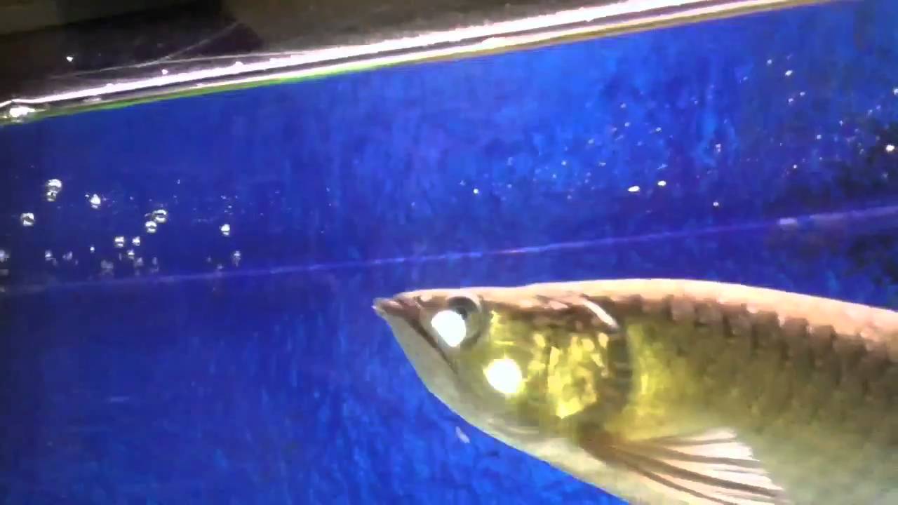 Australian Arowana eating insect/Cockroach! HD - YouTube