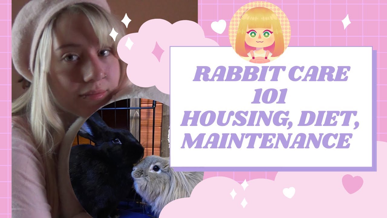 Rabbit Care 101: Housing, Diet, and Maintenance (2020) - YouTube