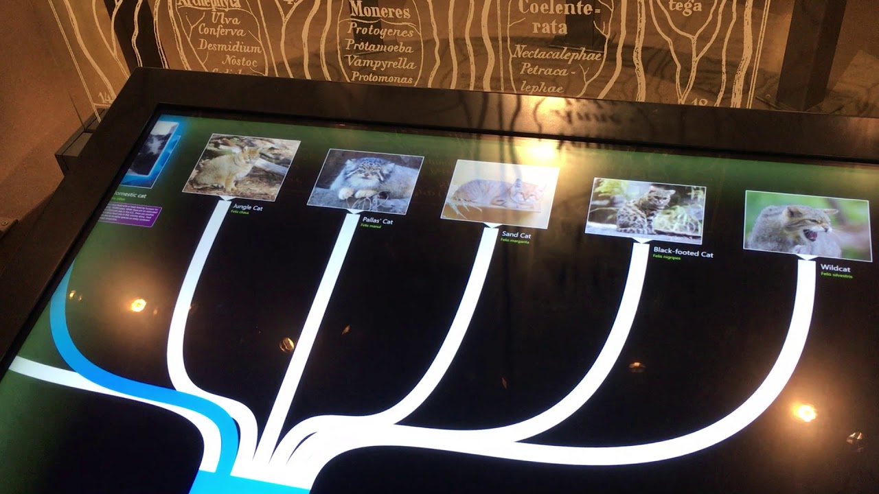 Interactive Evolutionary Tree at The Bell - YouTube