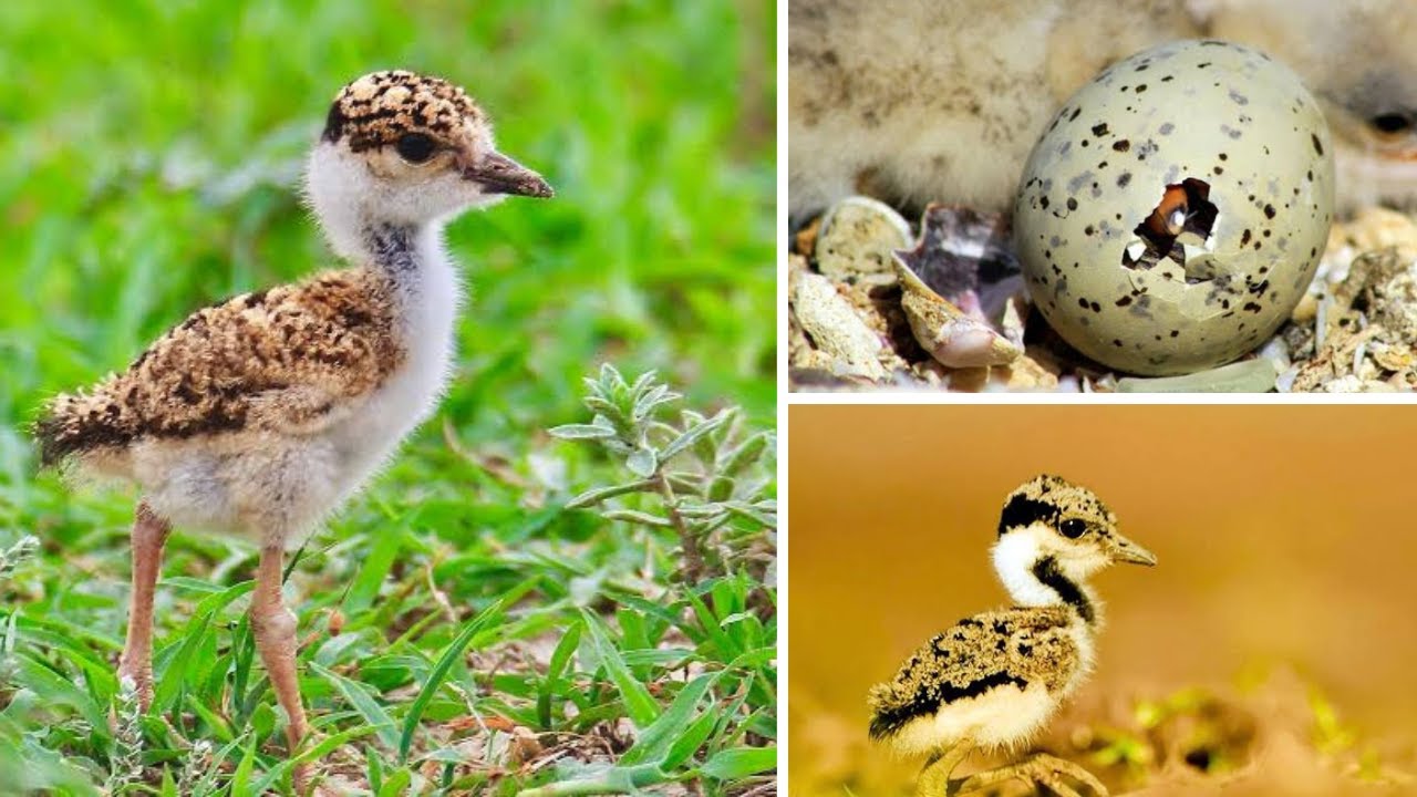 tatiri baby coming out of egg #wild life animal lovers#wildlife#tatiri ...