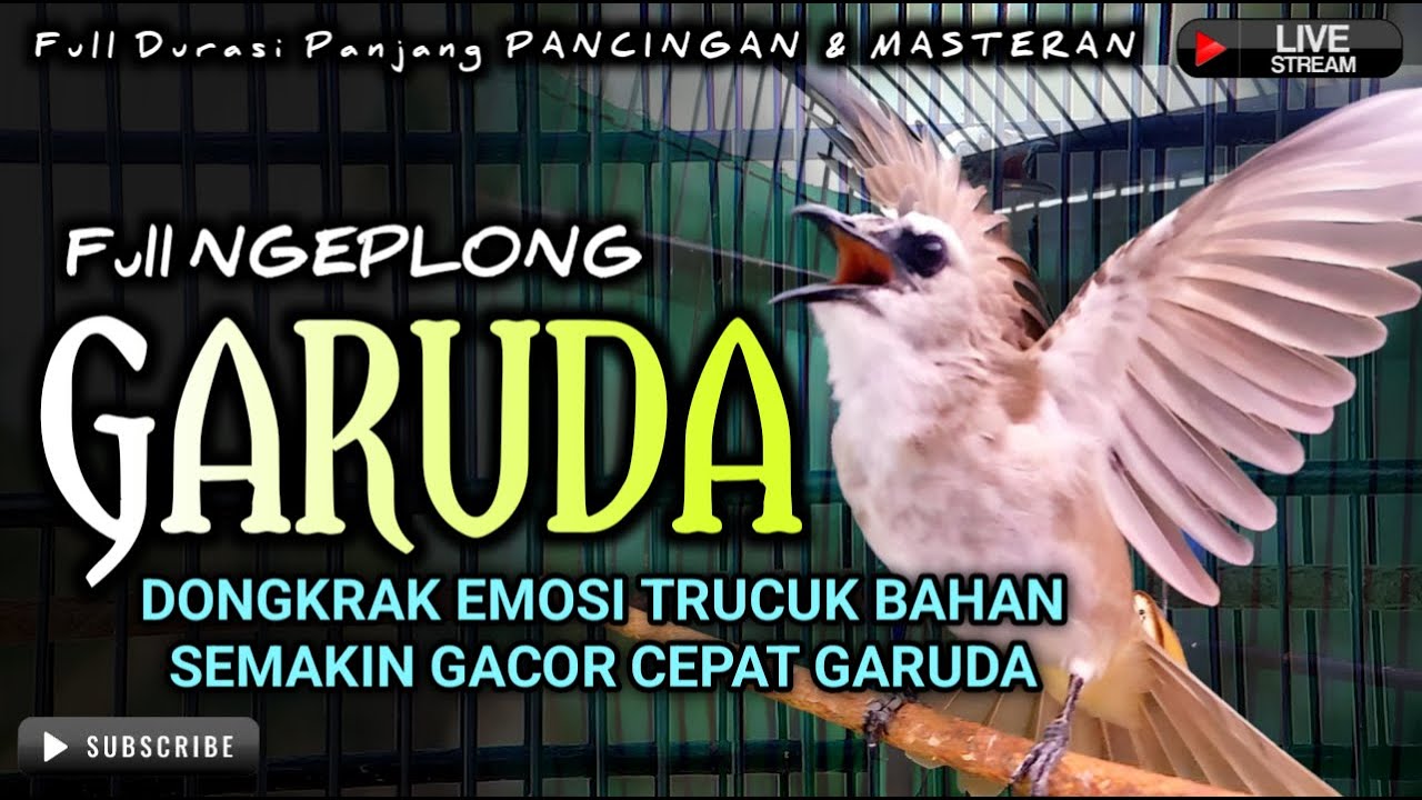 TRUCUKAN GACOR NGEPLONG GARUDA || pancingan, masteran terbaik untuk ...