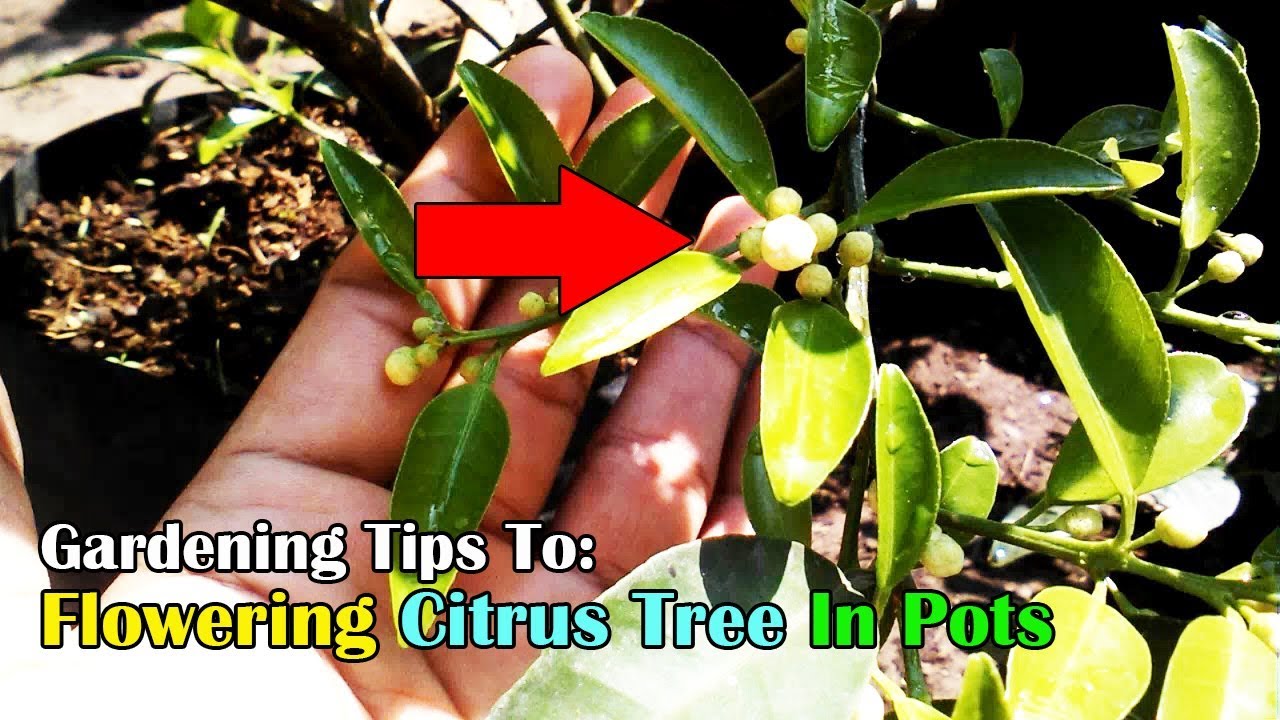 Very Easy To Flowering Citrus In Pots | Garedening Tips and Trick by ...