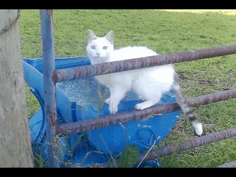 Casper Drinking At The Horse Trough - YouTube