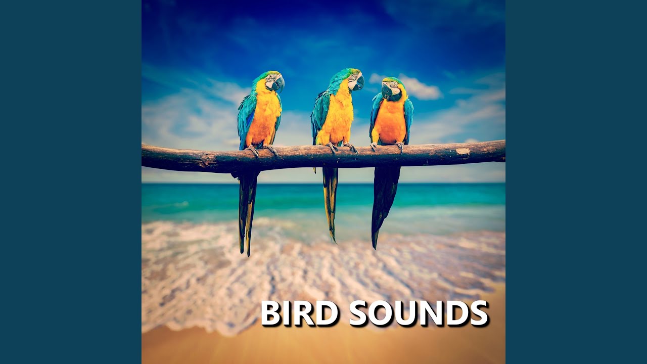 Essential Bird Recording - YouTube